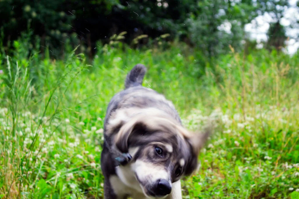 Les dangers des épillets chez le chien - Santévet