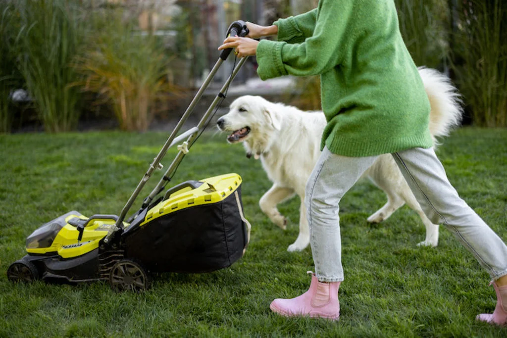 Les dangers des épillets chez le chien - Santévet