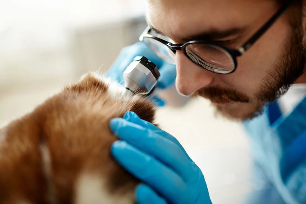Les dangers des épillets chez le chien - Santévet