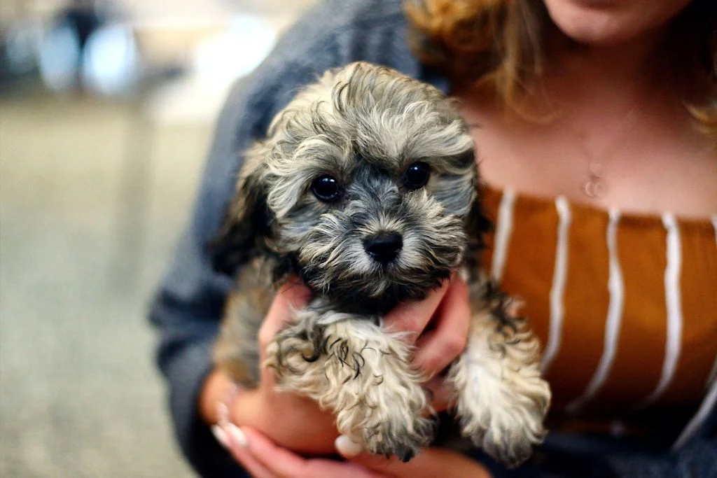 Comment porter un chien en toute sécurité - Santévet